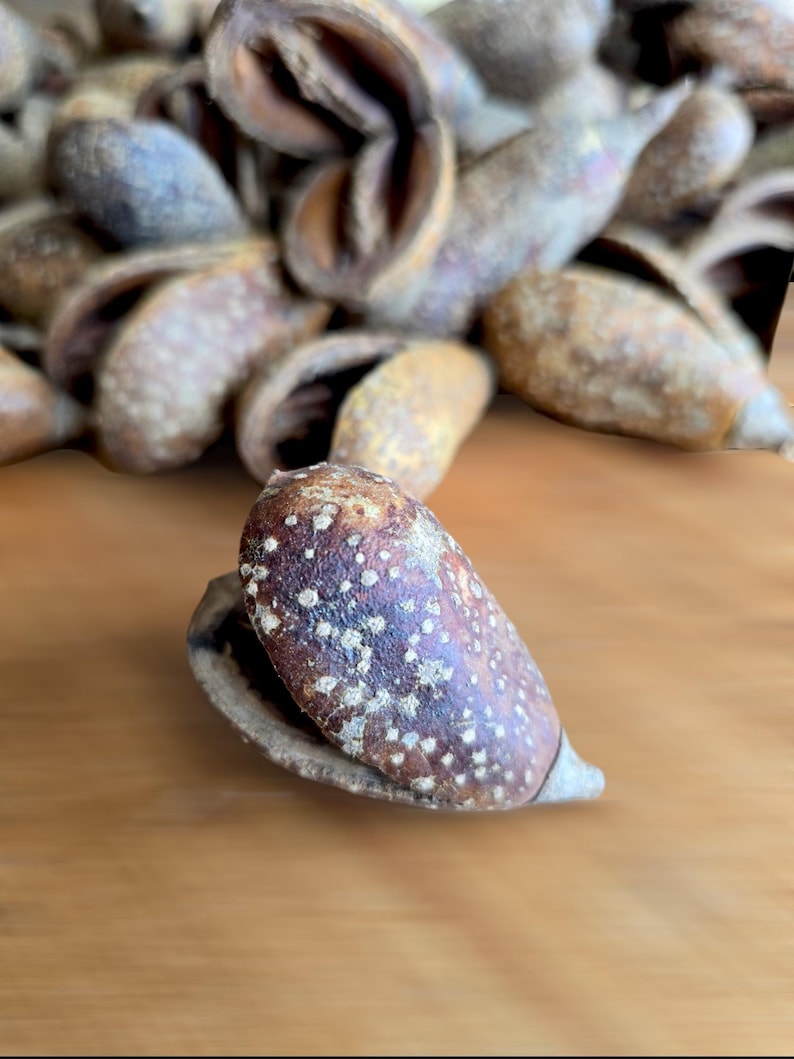 Natural MIKE PODS (mocha Pods) 4-8 Cm, Decorative DRIED Pods for Rustic ...