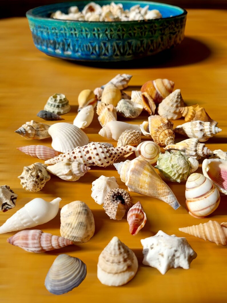 Small Shells Mix Assorted for Craft Decoration Wedding - Etsy