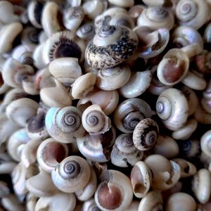 TINY BUTTON Top SNAIL Shells, Miniature Snail Shells, Black Pearl ...