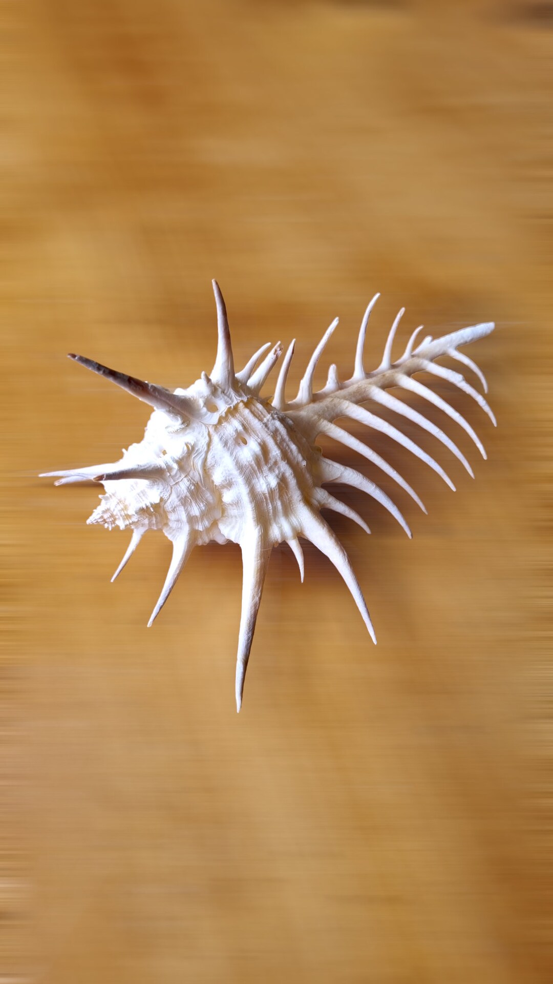 Murex Thorny Thistle Spiny Natural Sea Shell for Shell Art, Nautical ...