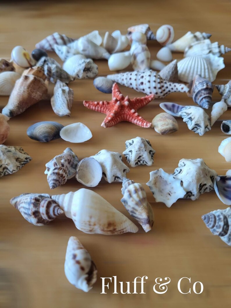Small Shells Mix Assorted for Craft Decoration Wedding - Etsy