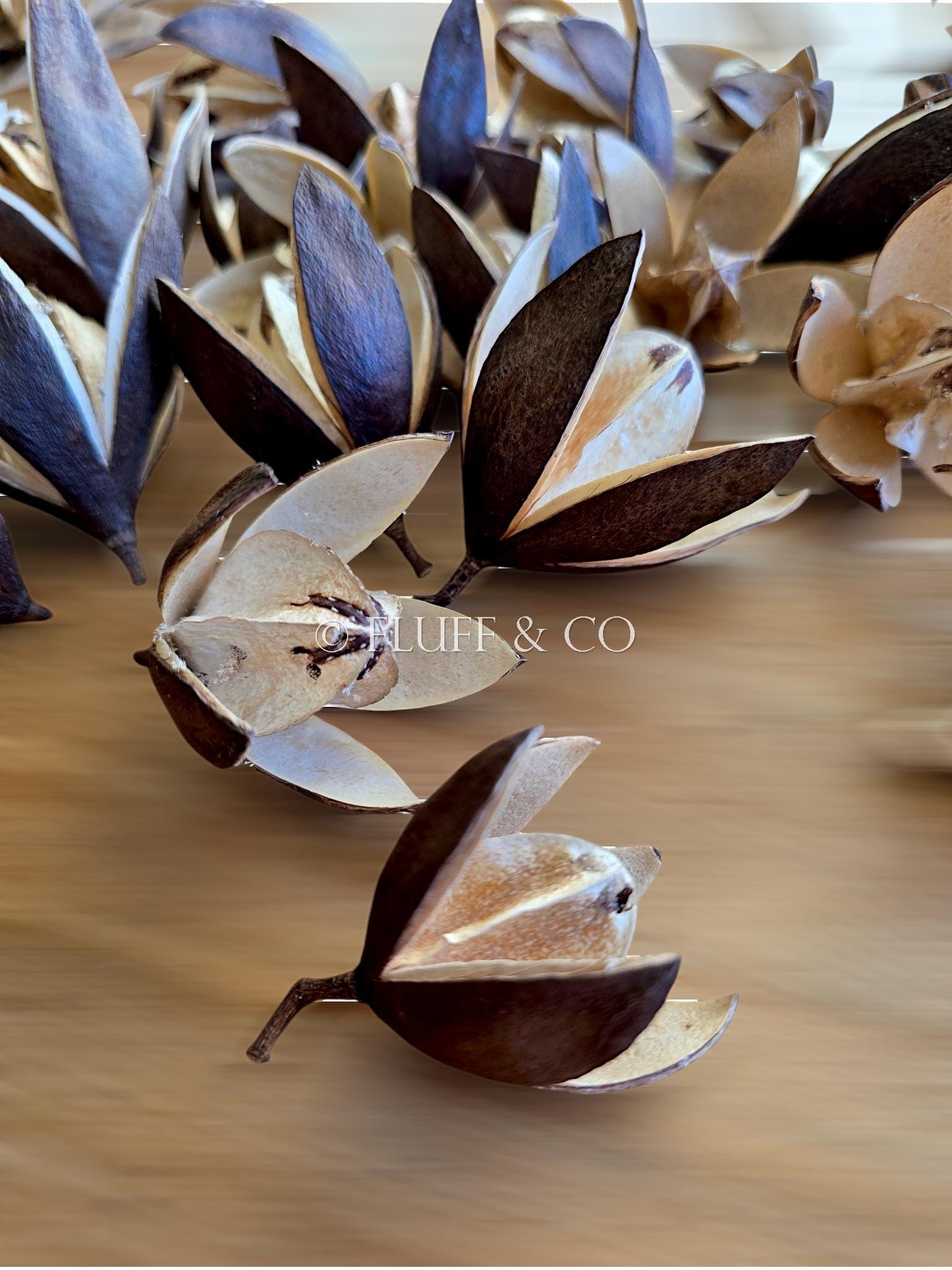 Natural WILD LILY Pods - Dried Brown & Cream Flower Pods for Rustic ...