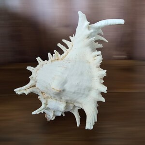 Large SPINY MUREX RAMOSUS Shell 23-25 Cm, Natural Seashell for Coastal ...