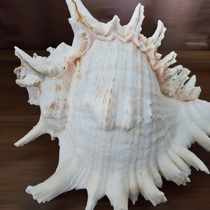 Large SPINY MUREX RAMOSUS Shell 23-25 Cm, Natural Seashell for Coastal ...