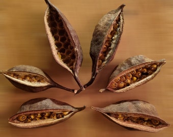 Bakuli Bakuli Pods Natural Pods Dry Bakuli Pods Decorative - Etsy UK