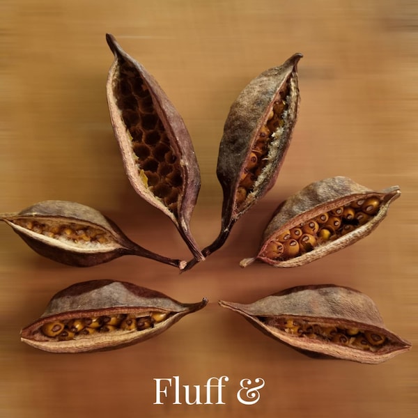 Tree Seed Pods - Etsy