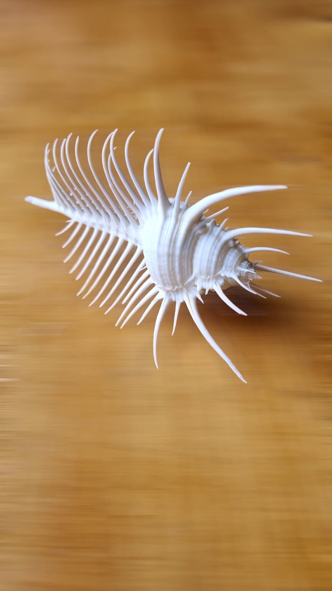 Murex Venus Comb Spiny Natural Sea Shell for Shell Art - Etsy