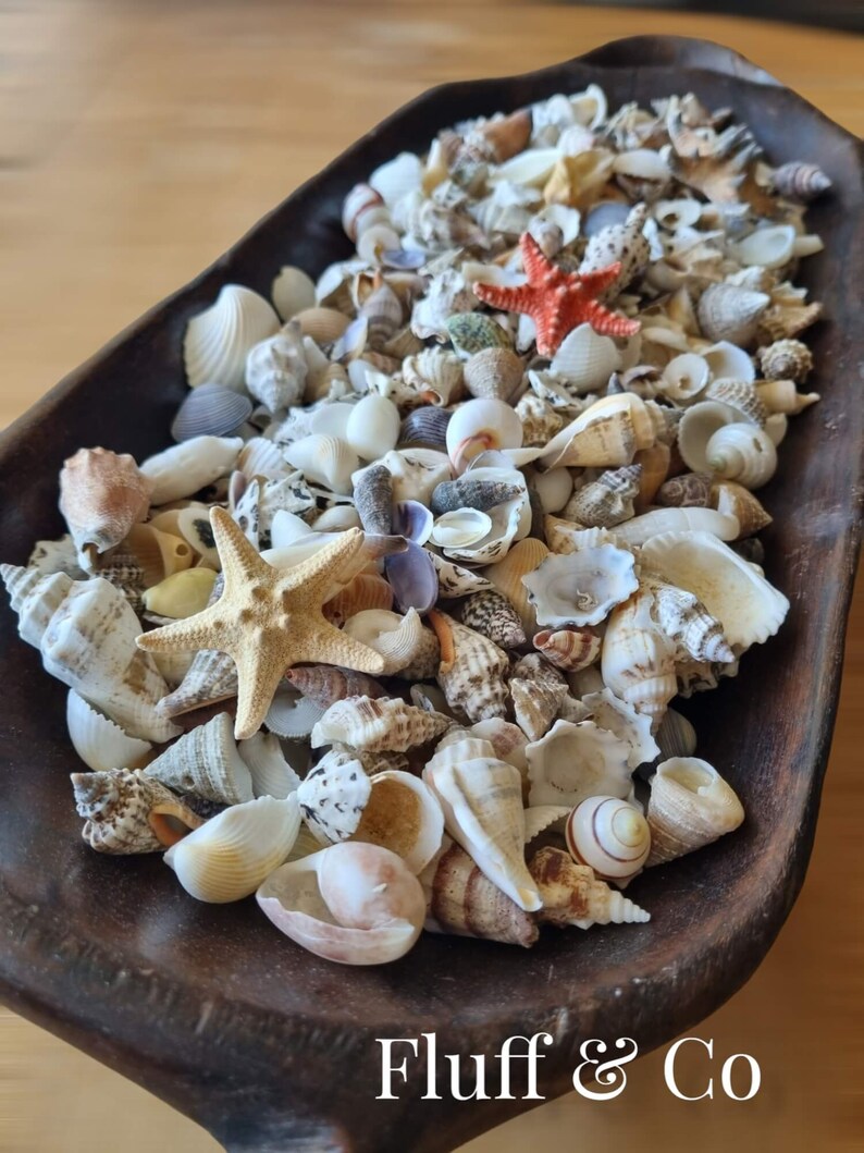 Small Shells Mix Assorted for Craft Decoration Wedding - Etsy