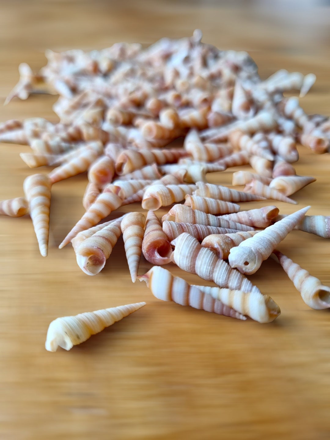 Small SCREW Mini SHELLS, SPIRAL Seashells, Beach Wedding Decor, Coastal ...