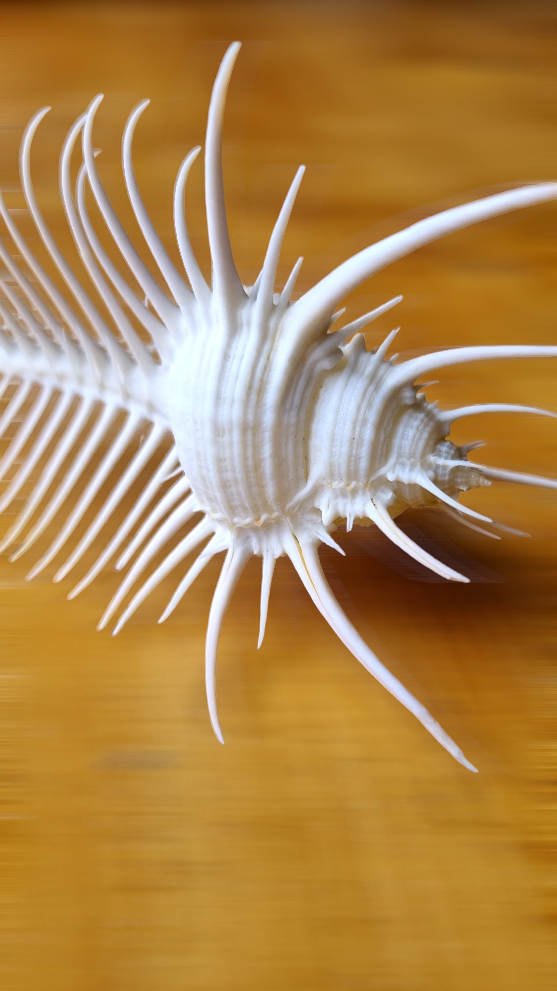 Murex Venus Comb Spiny Natural Sea Shell for Shell Art - Etsy