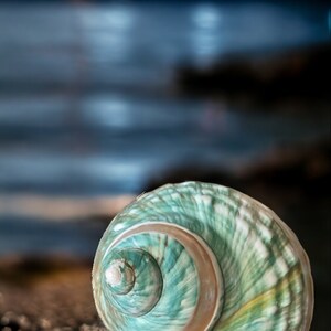 Big HERMIT Crab Sea Shell, Jade IMPERIAL TURBO Shell, Pearl Banded Rare ...