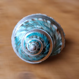 Big HERMIT Crab Sea Shell, Jade IMPERIAL TURBO Shell, Pearl Banded Rare ...