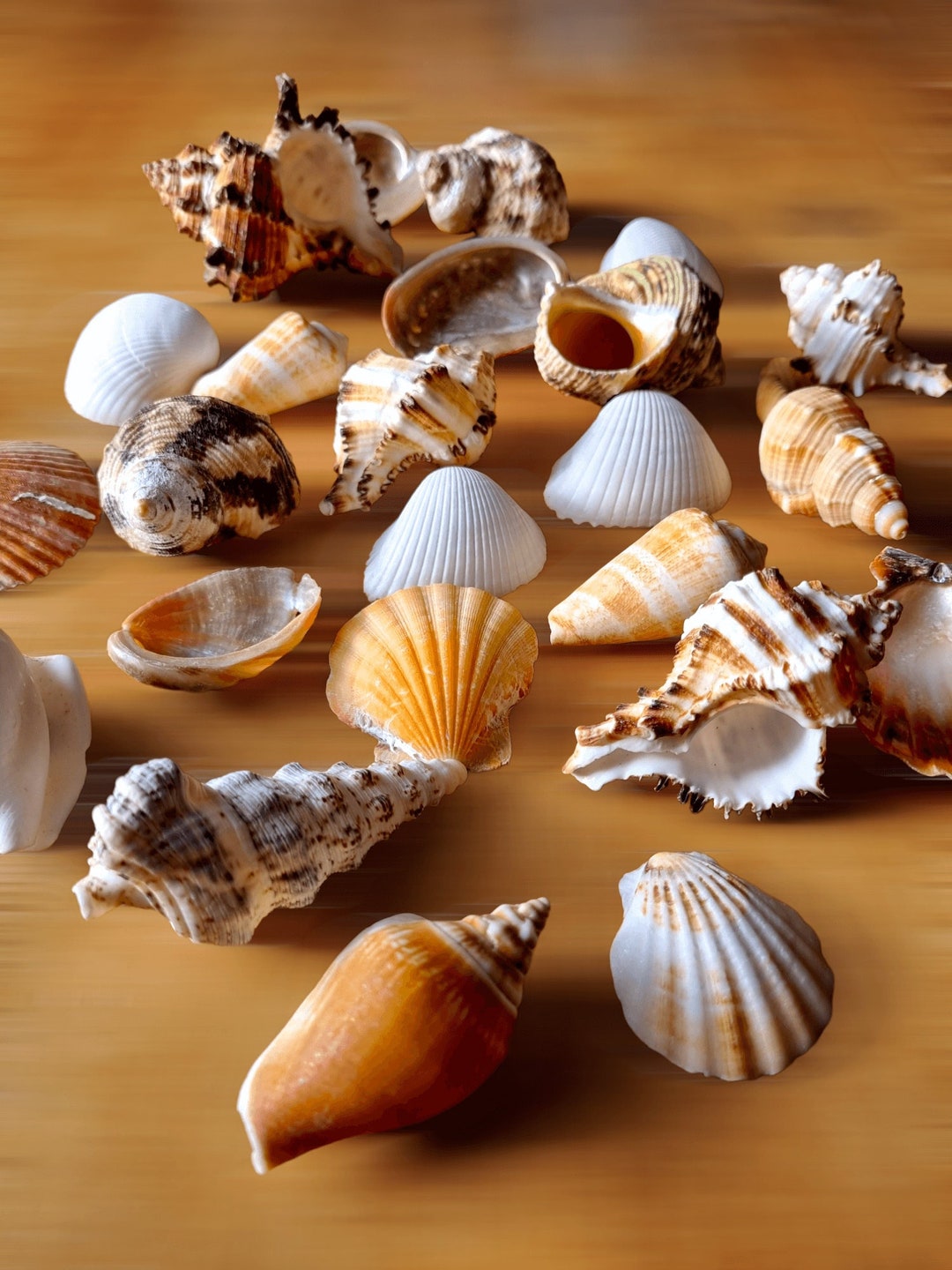 Medium Shells Mix Assorted for Craft, Decoration, Wedding, Nautical ...