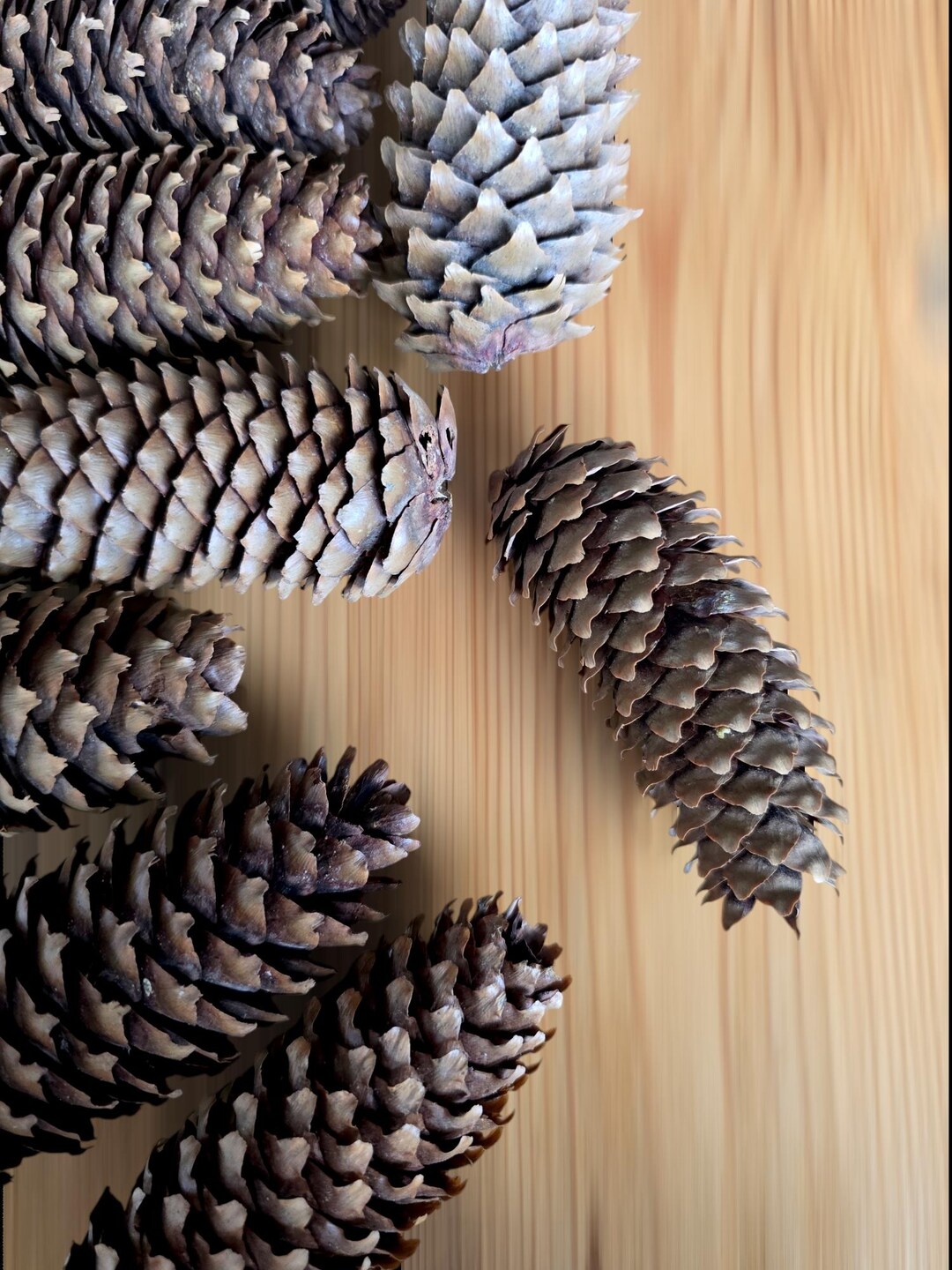 SPRUCE CONES, Dried NATURAL Cones, Brown Long Cones for Autumn, Winter ...