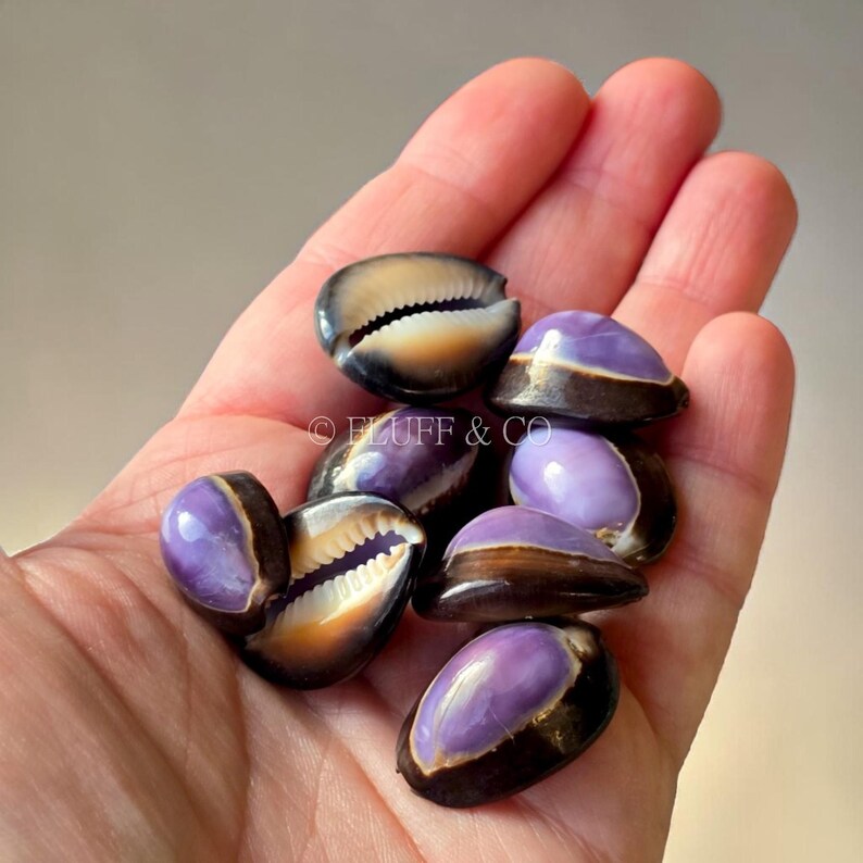 Purple Top Snakehead Cowrie Shells | Serpent Head Cowries 2-3cm ...