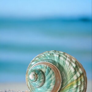 Big HERMIT Crab Sea Shell, Jade IMPERIAL TURBO Shell, Pearl Banded Rare ...