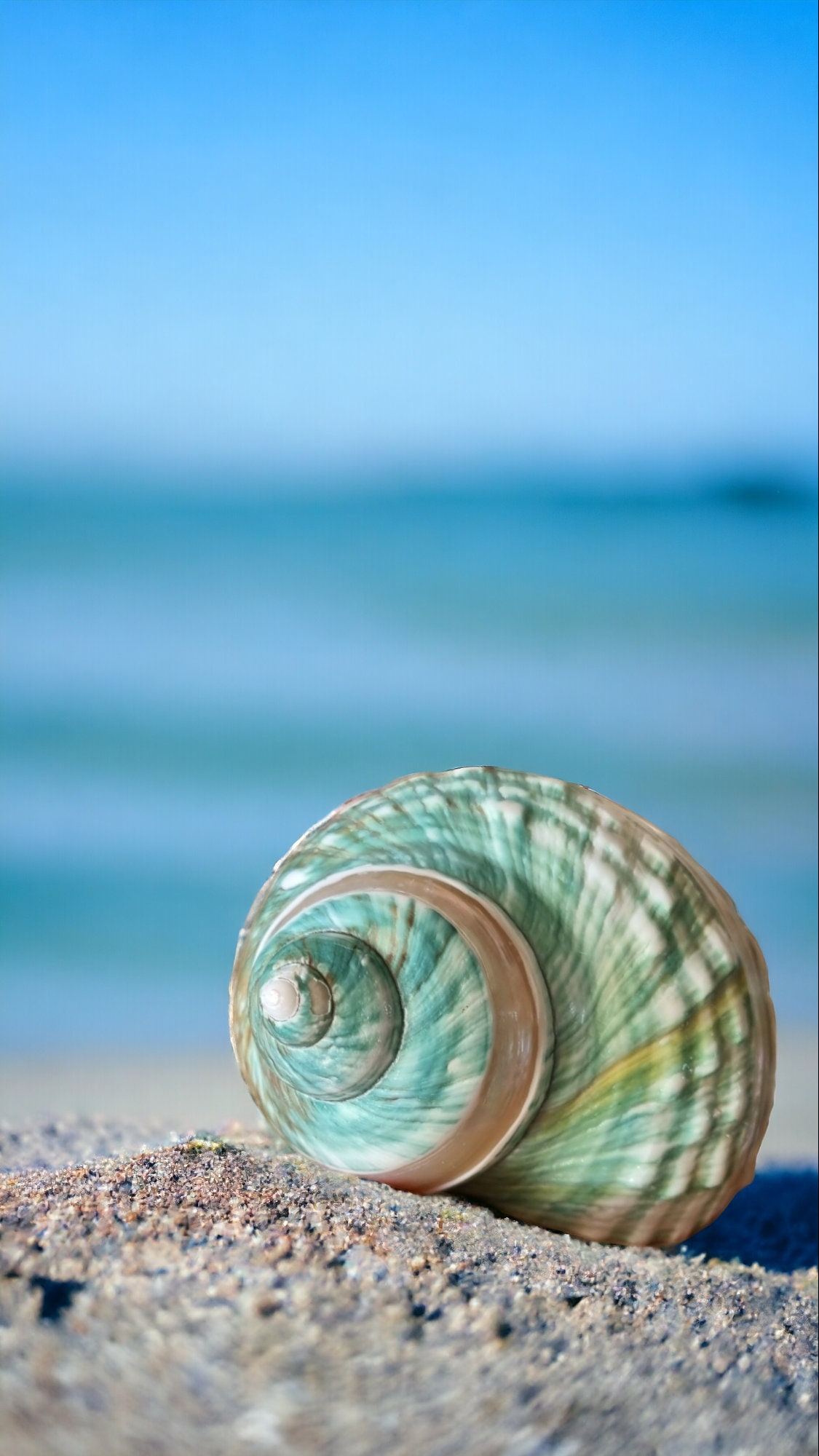 Big HERMIT Crab Sea Shell, Jade IMPERIAL TURBO Shell, Pearl Banded Rare ...