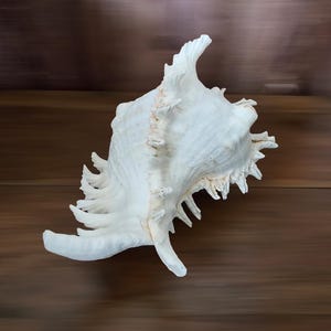 Large SPINY MUREX RAMOSUS Shell 23-25 Cm, Natural Seashell for Coastal ...