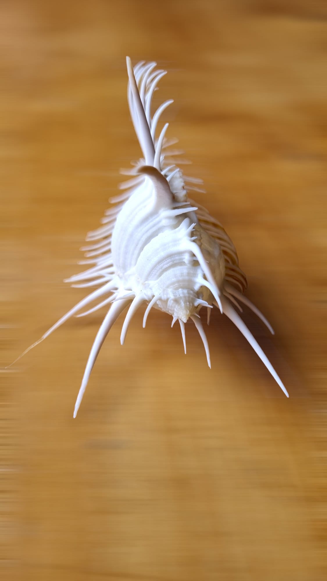 Murex Venus Comb Spiny Natural Sea Shell for Shell Art - Etsy