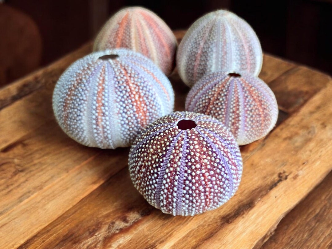 Large UK SEA URCHINS - Coastal Urchin Seashells for Beach Decor, Air ...
