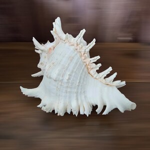Large SPINY MUREX RAMOSUS Shell 23-25 Cm, Natural Seashell for Coastal ...