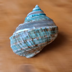 Big HERMIT Crab Sea Shell, Jade IMPERIAL TURBO Shell, Pearl Banded Rare ...