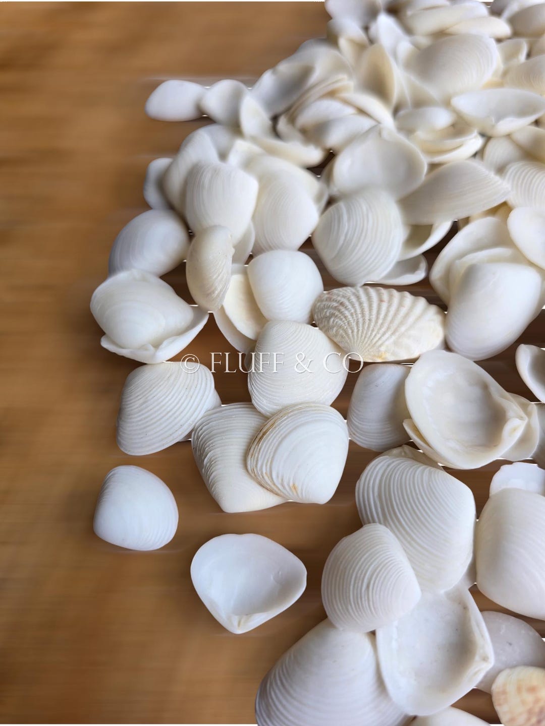 White CLAM SHELLS - Small Cay Cay - Mini Cream Shells, White Shell Mix ...