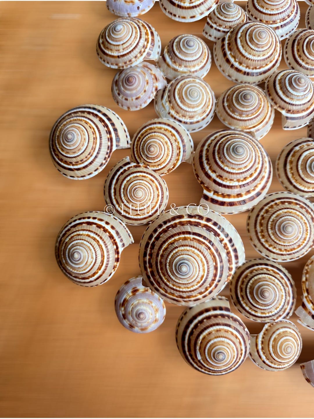 Natural SUNDIAL SHELLS – Disc-shaped SPIRAL Sea Shells (architectonica ...