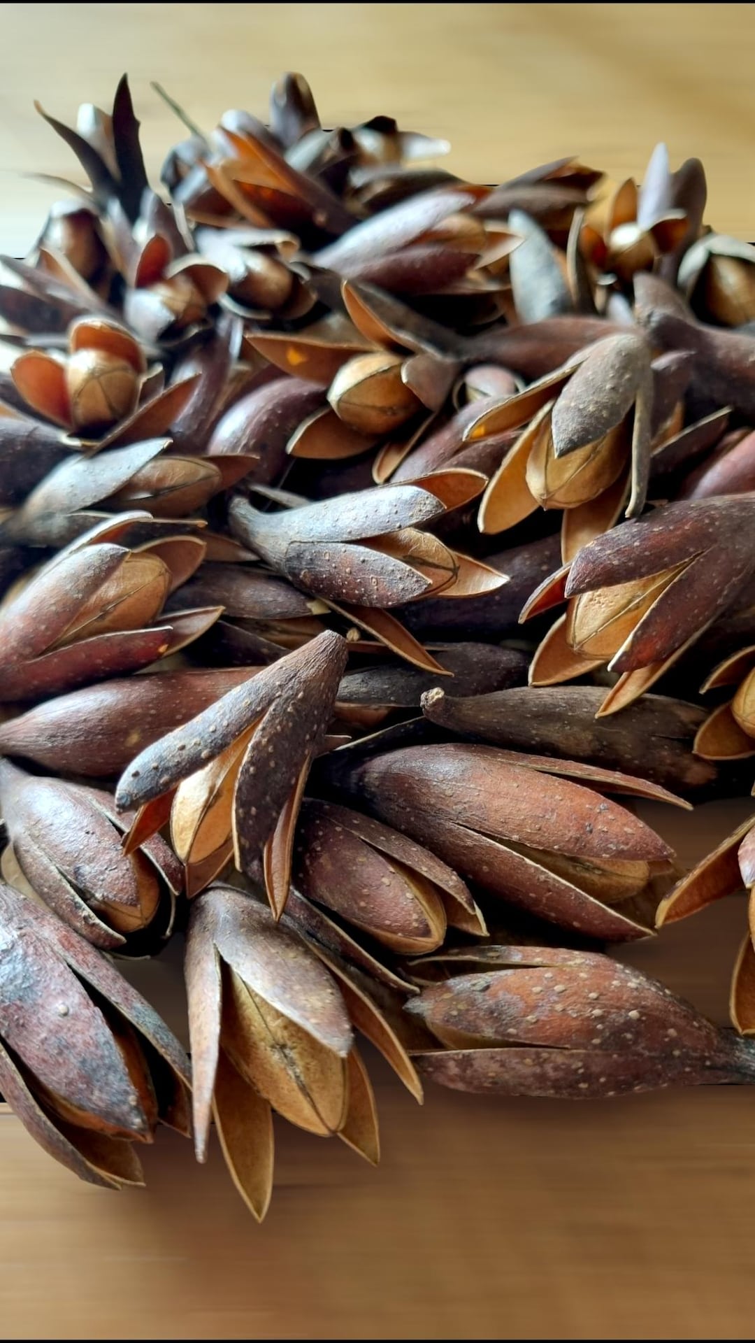 Natural MAGNOLIA PODS Dried 3-5cm | Eco-friendly Craft Supplies ...