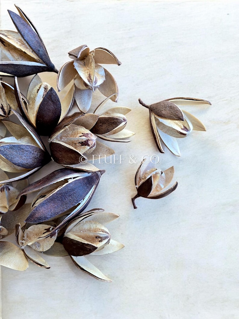 Natural WILD LILY Pods - Dried Brown & Cream Flower Pods for Rustic ...
