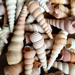 Natural SCREW SHELLS, SPIRAL Seashells, Beach Wedding Decor, Coastal ...
