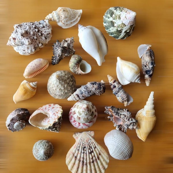 Assorted Seashells - Etsy