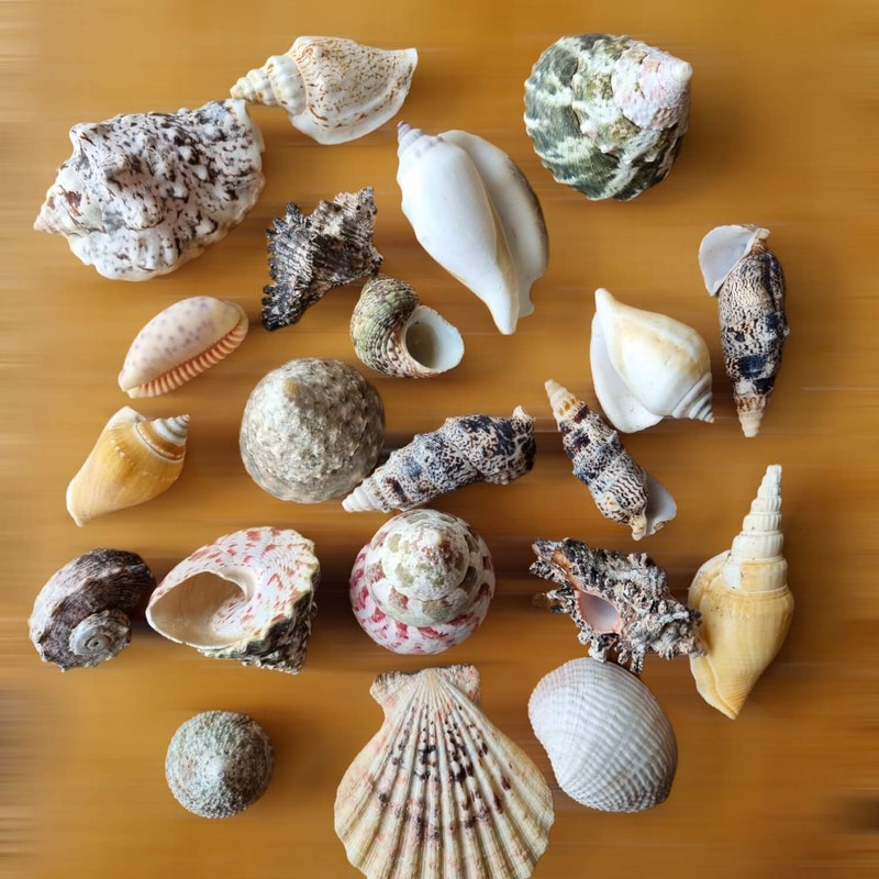 Natural Seashells - Etsy