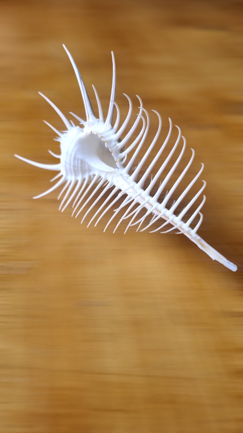 Murex Venus Comb Spiny Natural Sea Shell for Shell Art - Etsy
