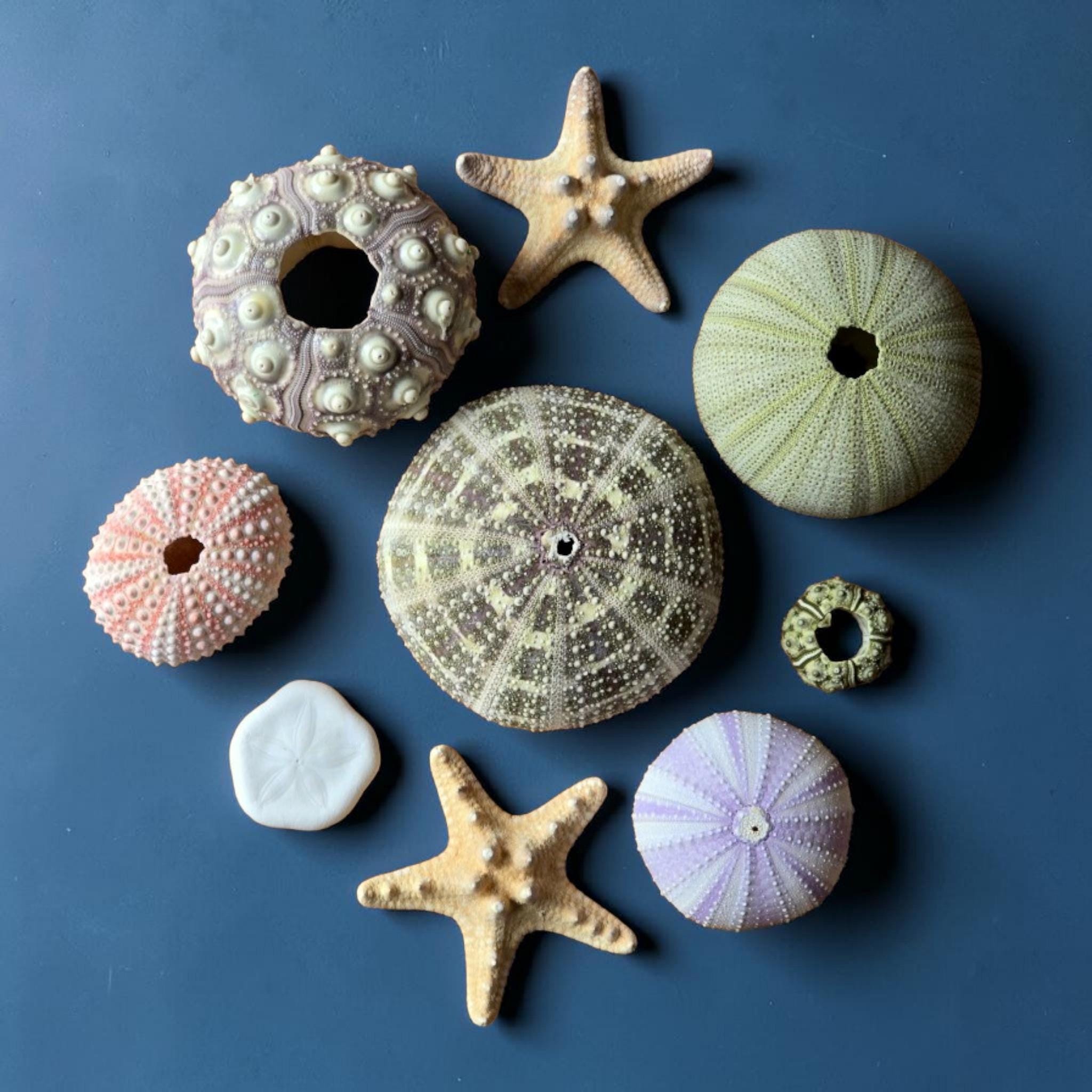 Starfish Sea Urchin Shell Set of 9 | Natural Mixed Craft Supplies ...