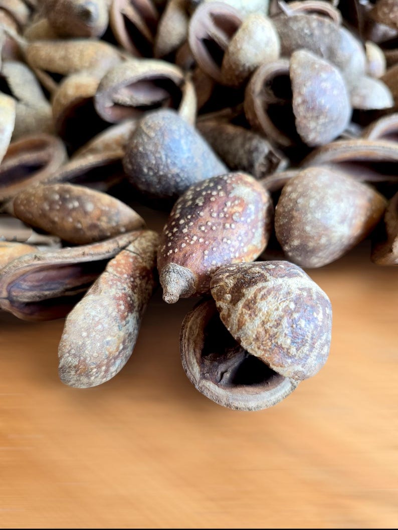 Natural MIKE PODS (mocha Pods) 4-8 Cm, Decorative DRIED Pods for Rustic ...