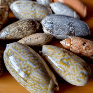 Olive Shells Polished Natural for Craft - Art - Decoration - Wedding ...