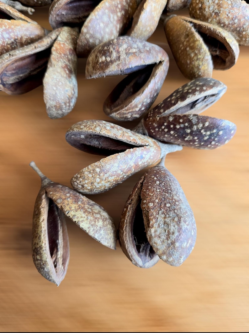 Natural MIKE PODS (mocha Pods) 4-8 Cm, Decorative DRIED Pods for Rustic ...
