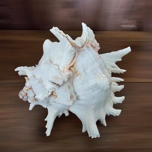 Large SPINY MUREX RAMOSUS Shell 23-25 Cm, Natural Seashell for Coastal ...