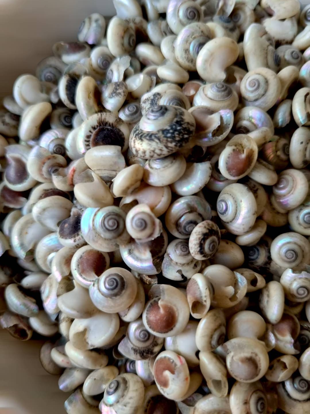 TINY BUTTON Top SNAIL Shells, Miniature Snail Shells, Black Pearl ...