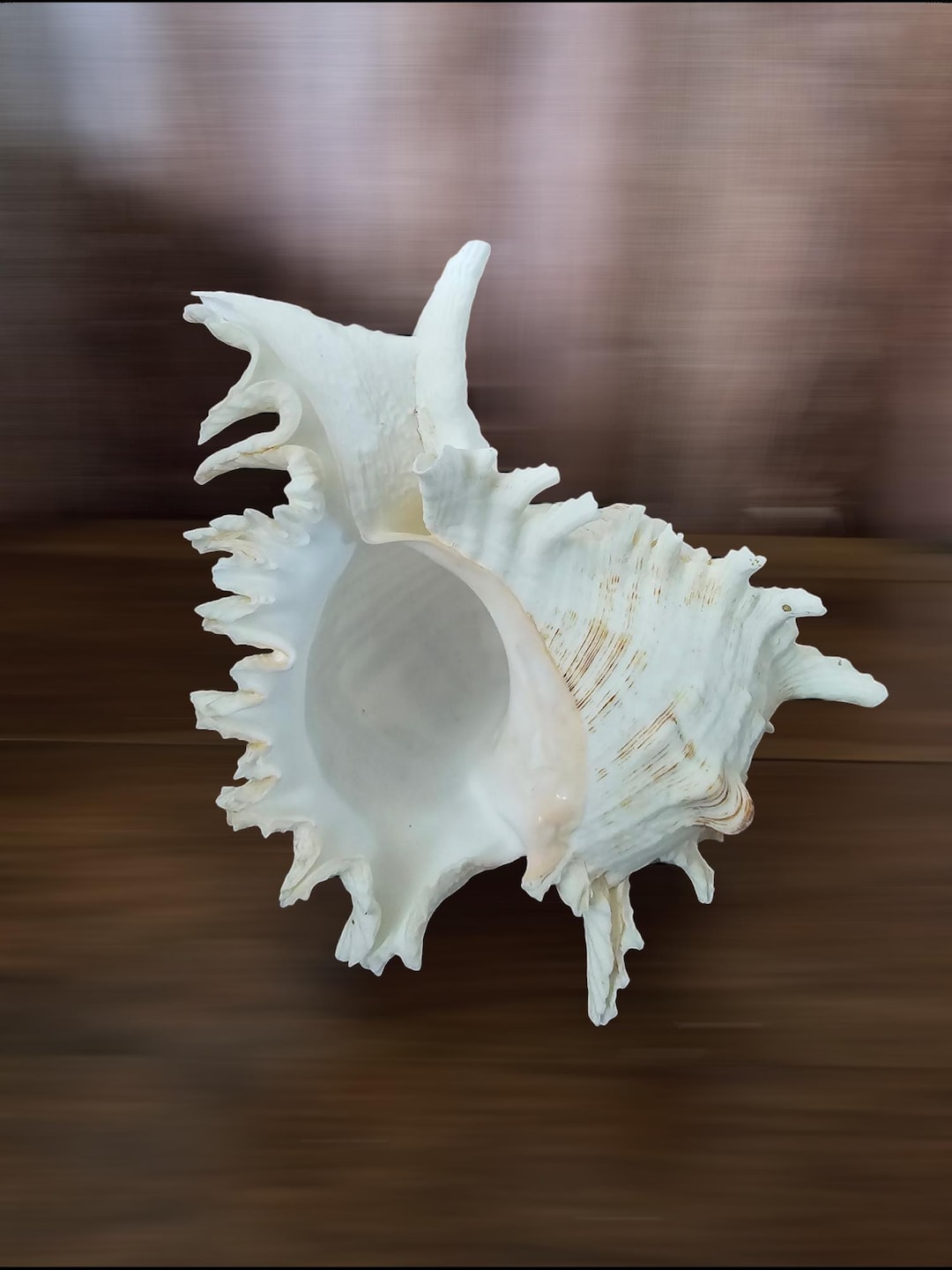 Large SPINY MUREX RAMOSUS Shell 23-25 Cm, Natural Seashell for Coastal ...
