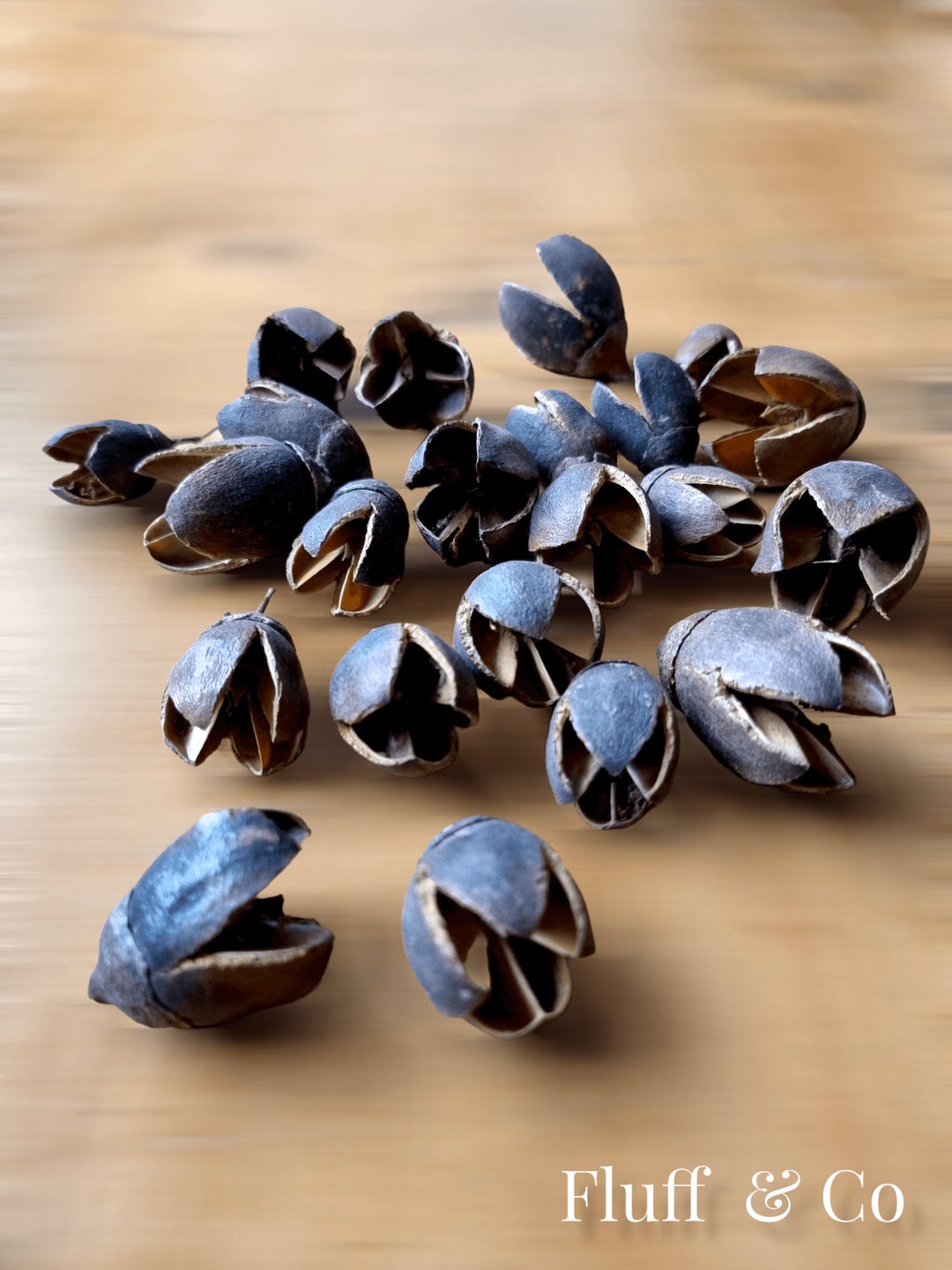 Bakuli Pods Dried Eco for Craft Rustic Natural Decoration - Etsy