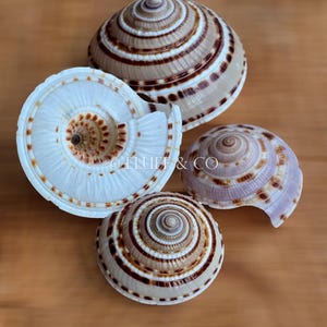 Natural SUNDIAL SHELLS – Disc-shaped SPIRAL Sea Shells (architectonica ...