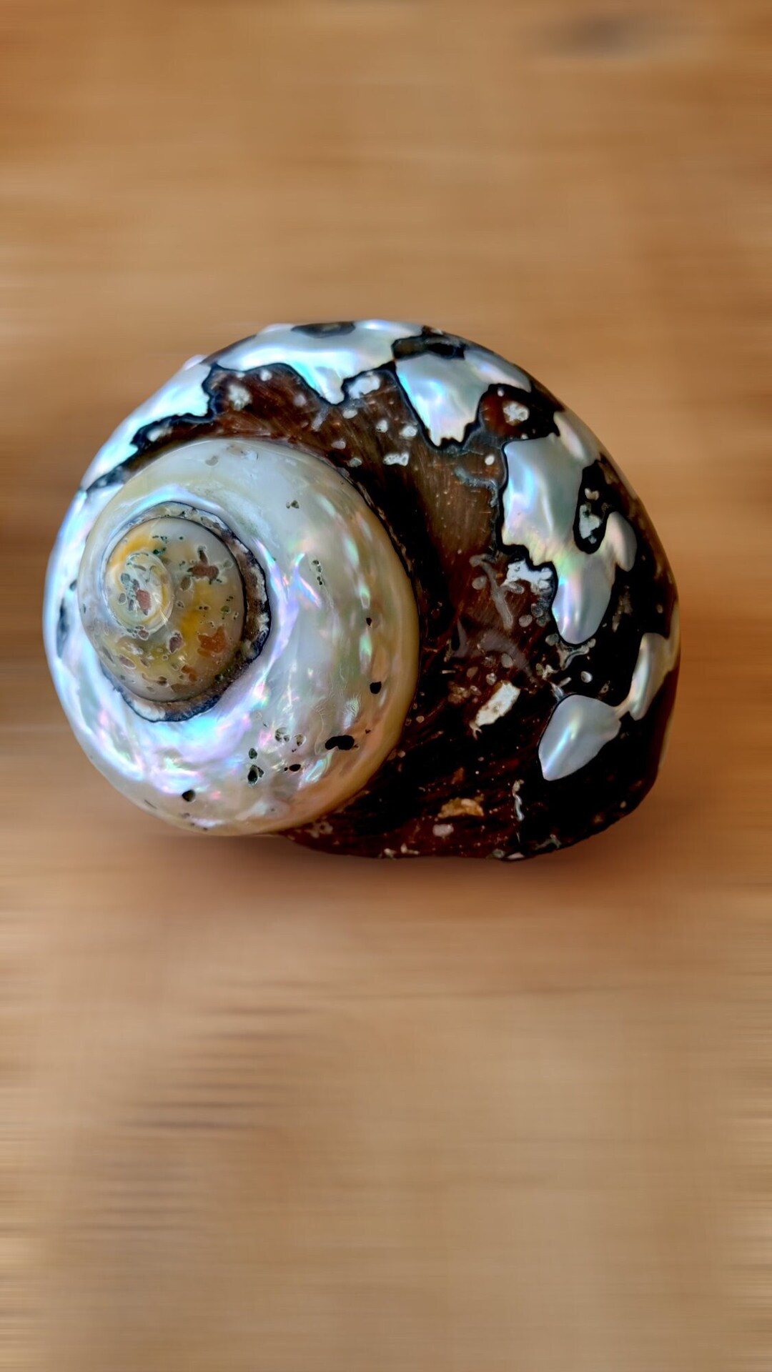 Large HERMIT CRAB Natural Shell TURBO Rare Shells Polished in Brown ...