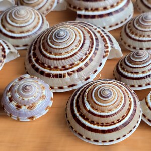 Natural SUNDIAL SHELLS – Disc-shaped SPIRAL Sea Shells (architectonica ...