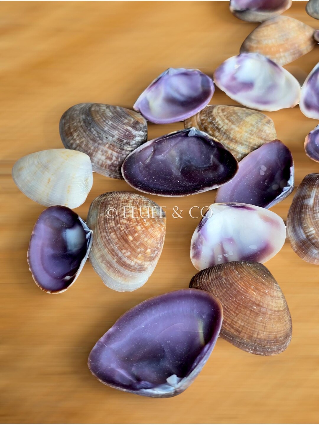 Violet CAY CAY Shells - Purple Clam Shells, Colorful Shell Mix, Natural ...