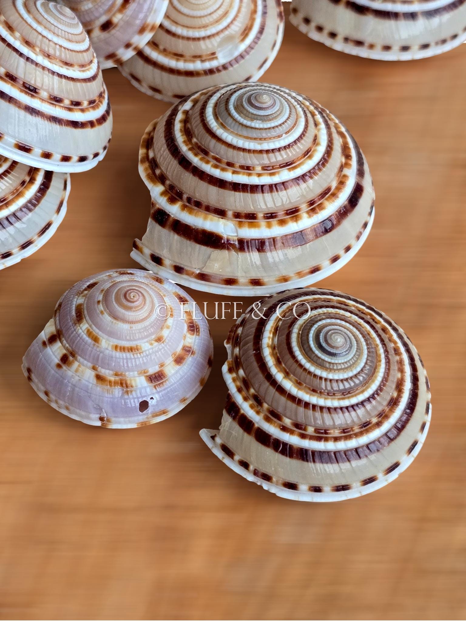Natural SUNDIAL SHELLS – Disc-shaped SPIRAL Sea Shells (architectonica ...