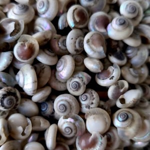 TINY BUTTON Top SNAIL Shells, Miniature Snail Shells, Black Pearl ...