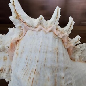 Large SPINY MUREX RAMOSUS Shell 23-25 Cm, Natural Seashell for Coastal ...