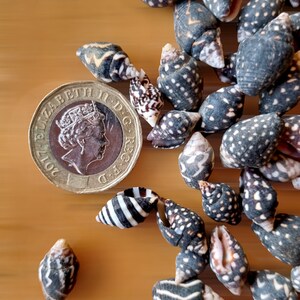 BLACK and WHITE Seashells, Tiny COLUMBELLA Nassa Shells, Natural Mini ...